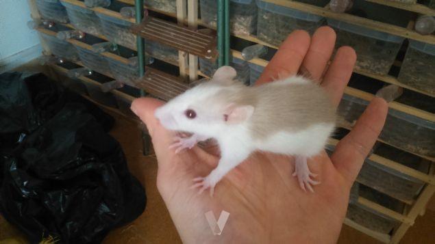 Los peques de Ado: Rata de laboratorio o domestica (Rattus norvegicus)