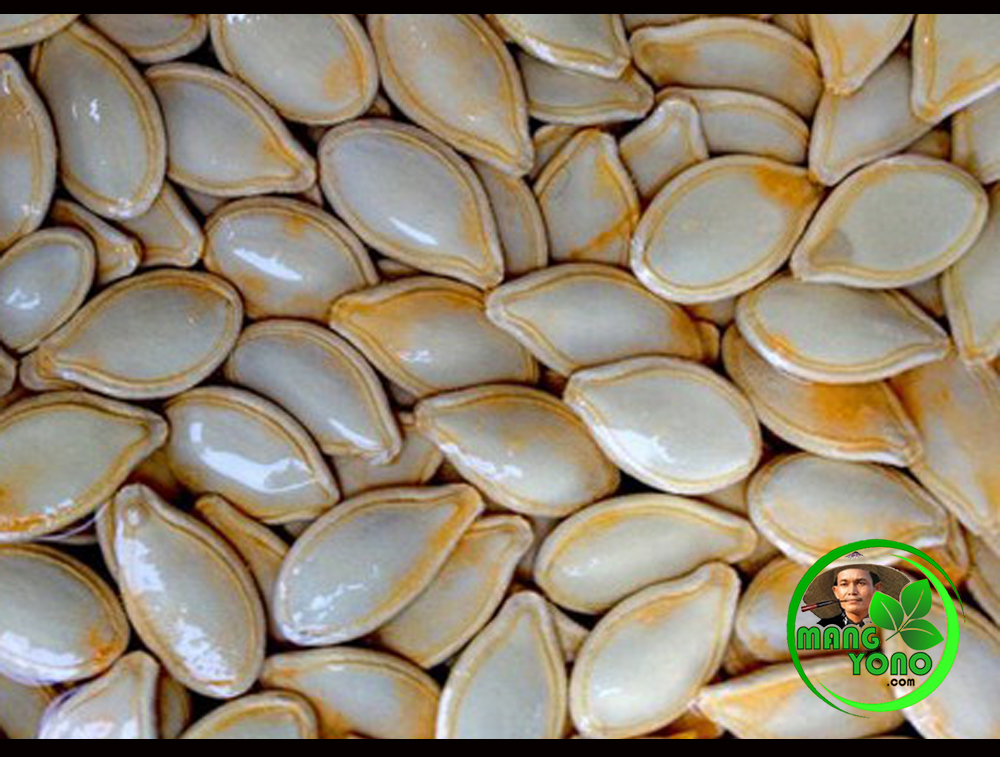 Cara membuat benih Labu Kuning (Cucurbita moschata Durch)