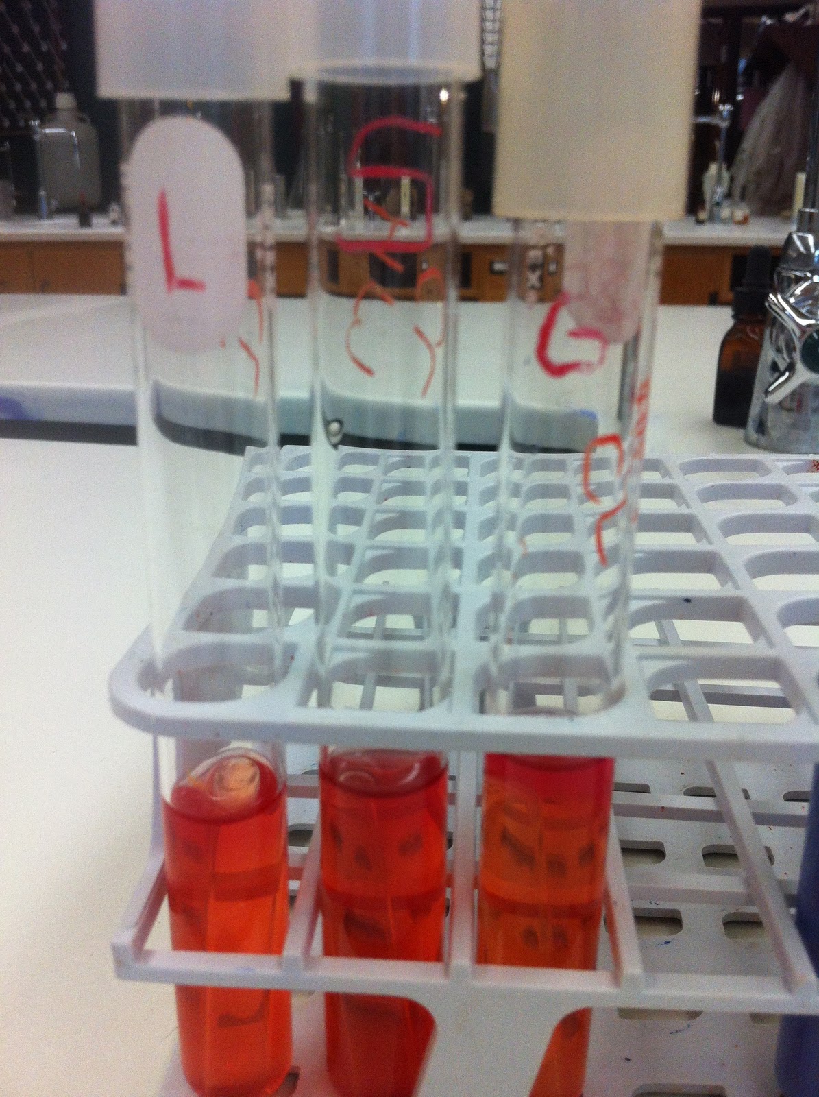 Courtney and Hannahs Bacterial Escapades at Franciscan University of ...