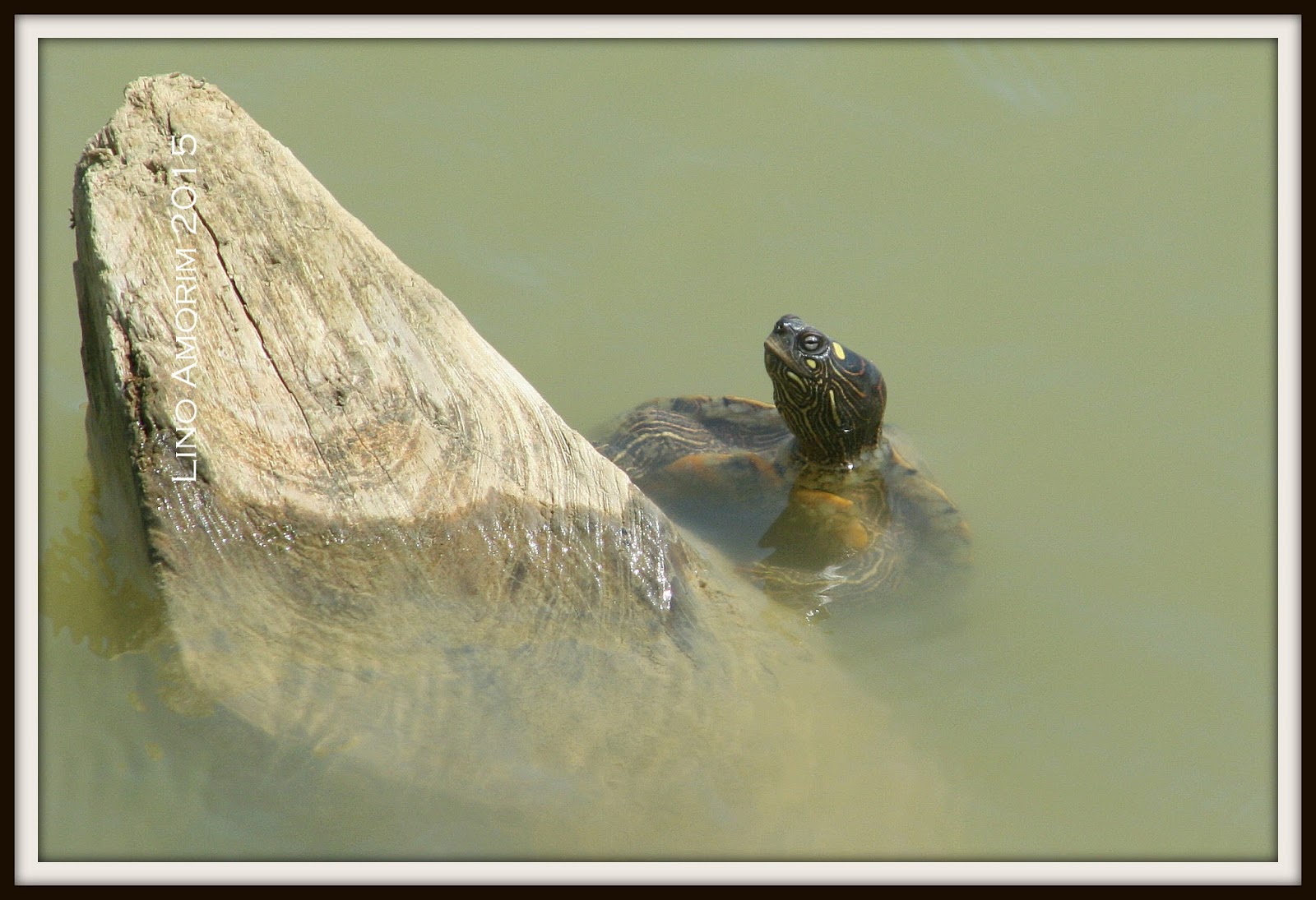 Animalia zoom: Cagado Mediterranico - Spanish Pond Turtle (Mauremys ...