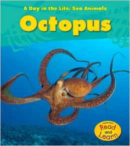 Colors and Kindergarten: The Octopus