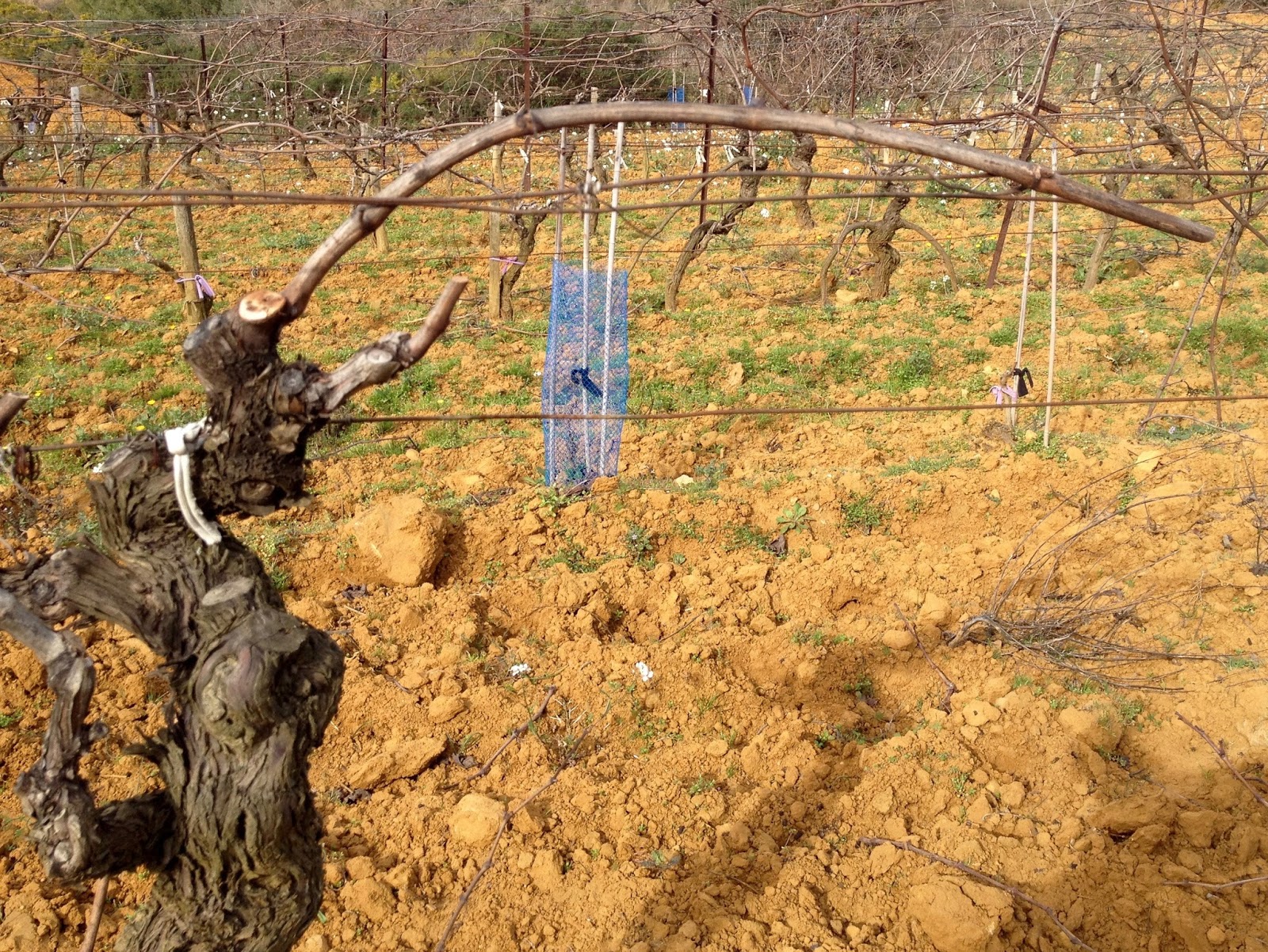 La Courbaïrole : Taille Guyot de la syrah