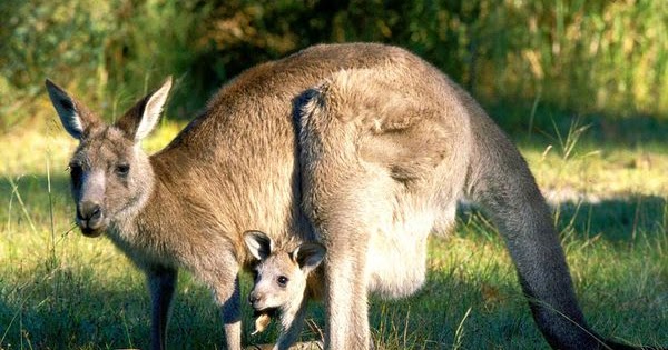 WHERE DO KANGAROOS LIVE? |The Garden of Eaden