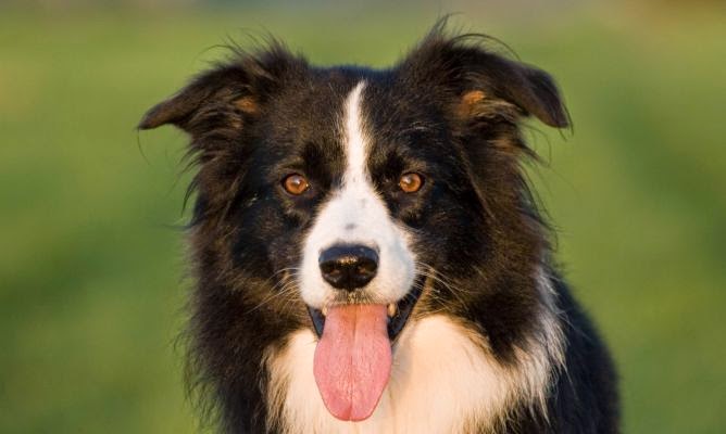 El perro mas listo de la red, lo hace todo! :O | Emo-ticonos, para las ...