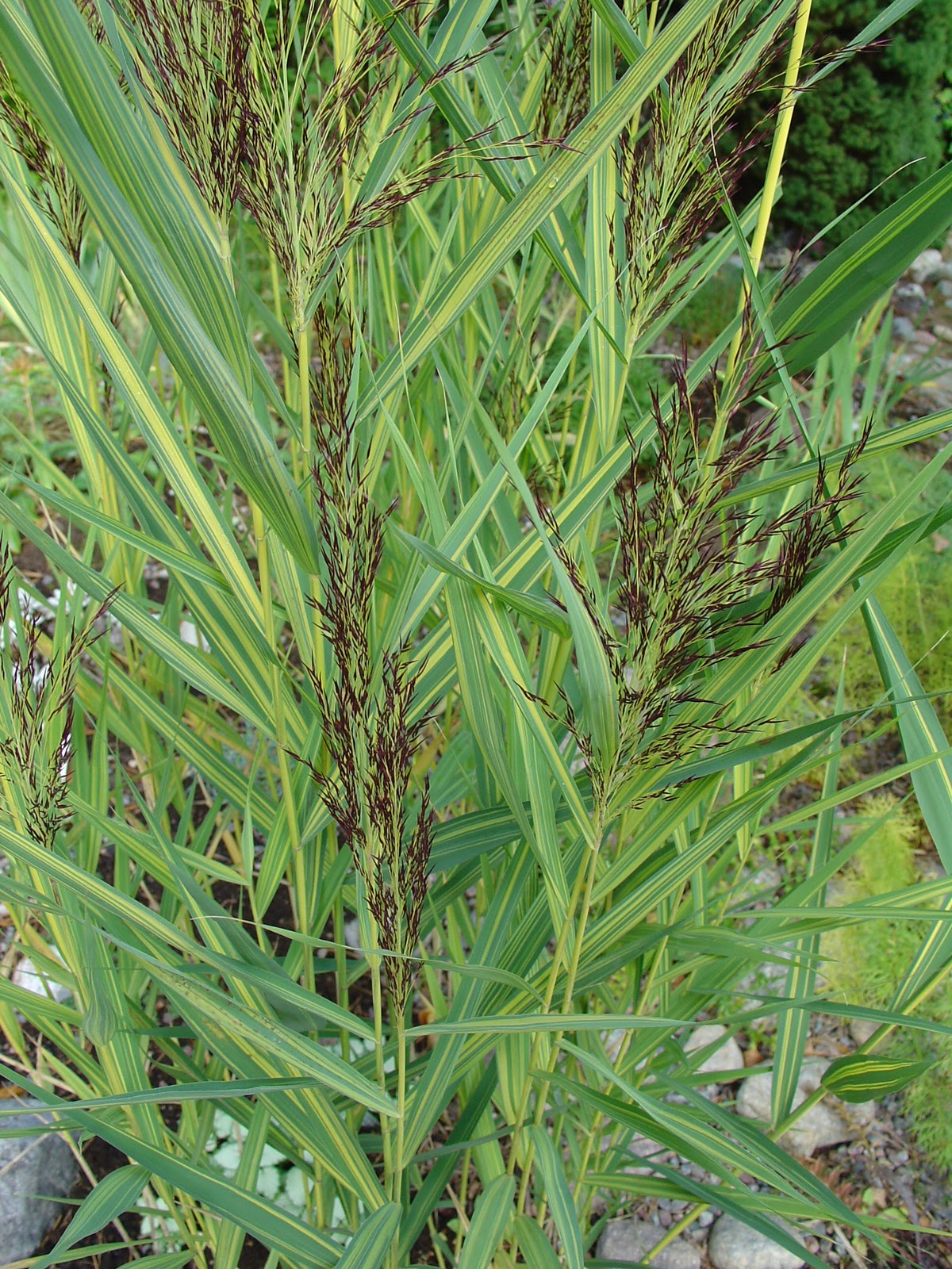 Torvan Trädgård: Vass som trädgårdsväxt