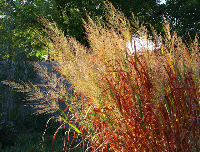 Plano Prairie Garden: Fall Colors - Grasses