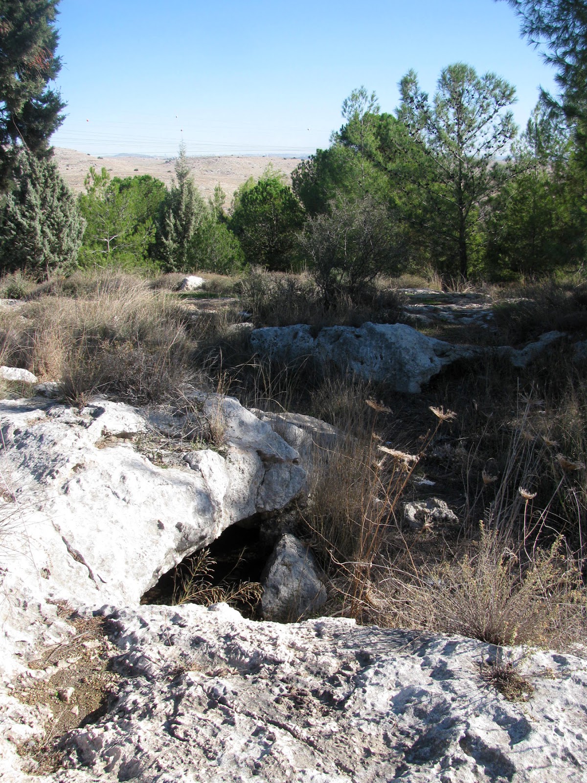 Handmade in Israel: Shoham Forest