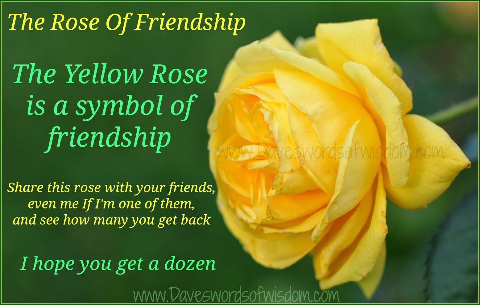 Daveswordsofwisdom.com: The Yellow Rose