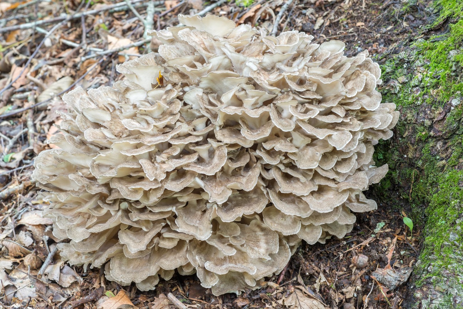 Sheepshead Mushroom Identification