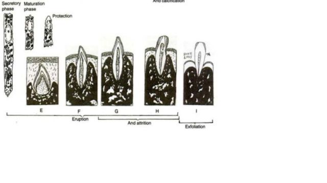 All About DENTISTRY: Pertumbuhan Gigi