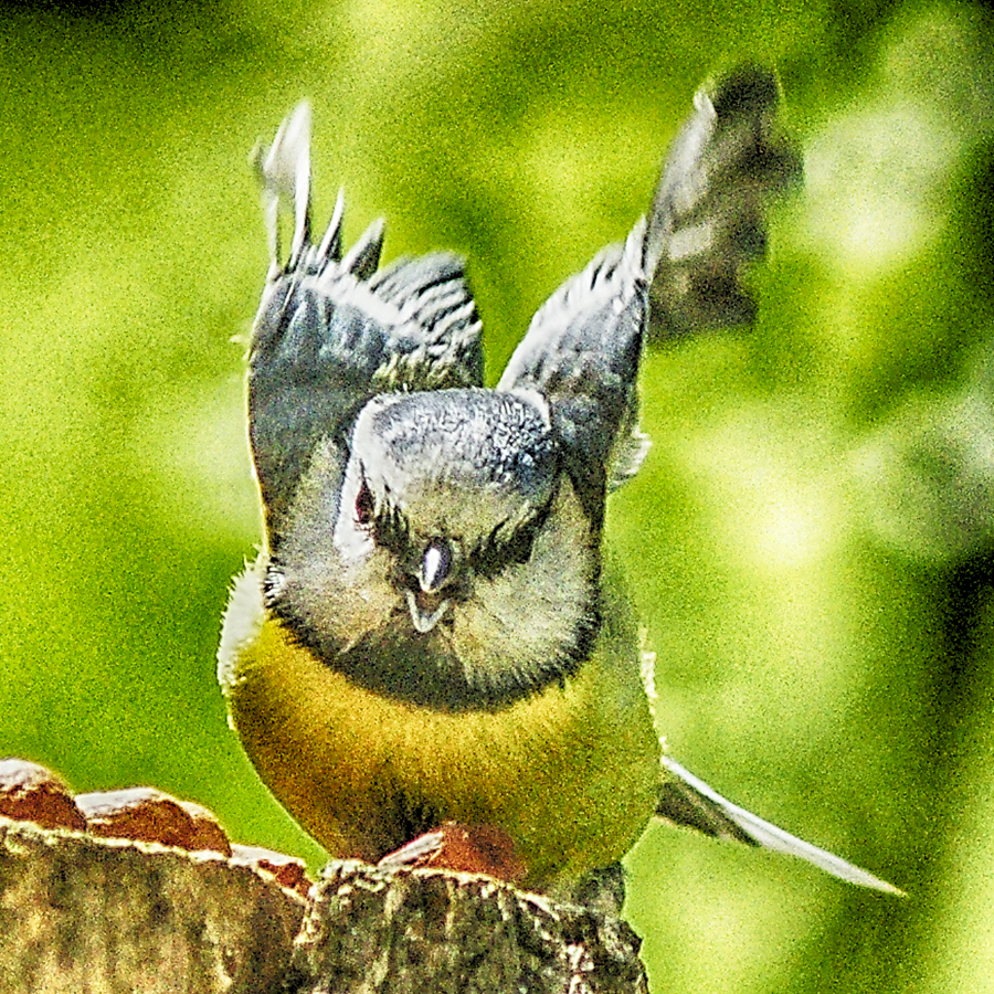 Vögel im Flug: #Blaumeise beim Landen #Blue titmouse on landing