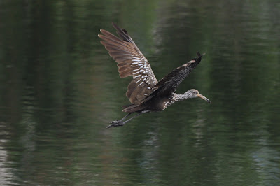 Limpkin Birds Facts And Pictures | All Wildlife Photographs