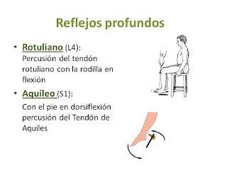 REFLEJOS: EXPLORACION DE REFLEJOS PROFUNDOS