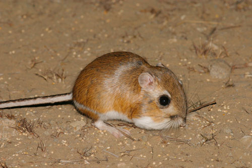 HD Animals: kangaroo rats