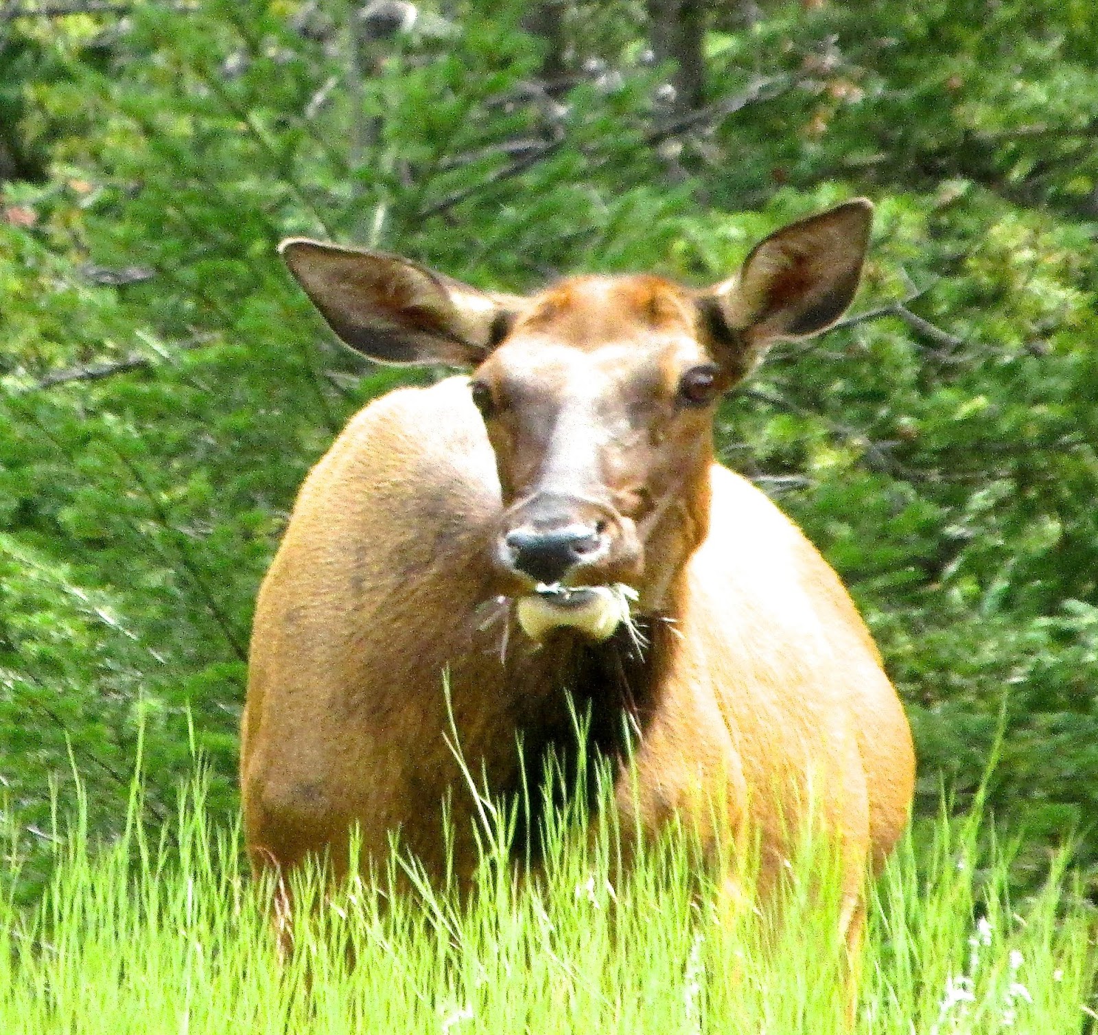 Travel With Whippets: Jasper National Park - part one (animals, hikes ...