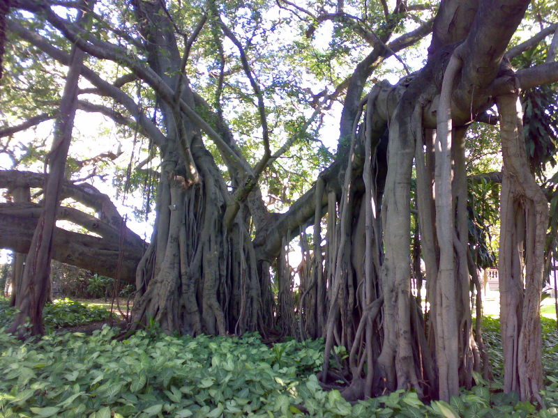 No viviendo en un mundo vivo: Baniano