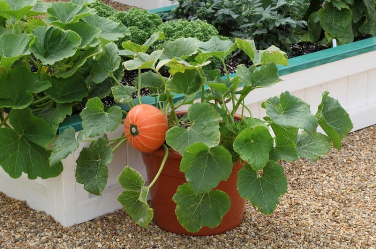 Bilal Mirza's World: How To Grow Pumpkins In Pots