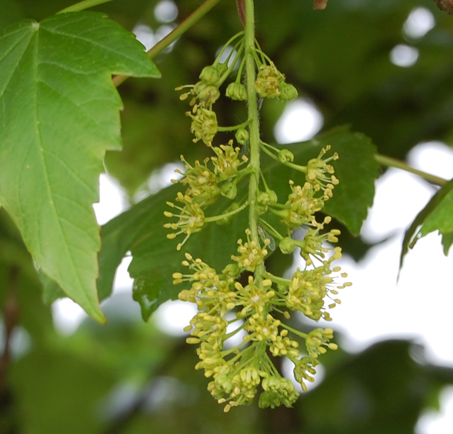 Spirit Whispers: Sycamore Flowers & Seeds