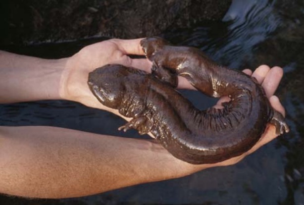 PA Environment Digest Blog: Slippery Rock Watershed Coalition: Eastern ...