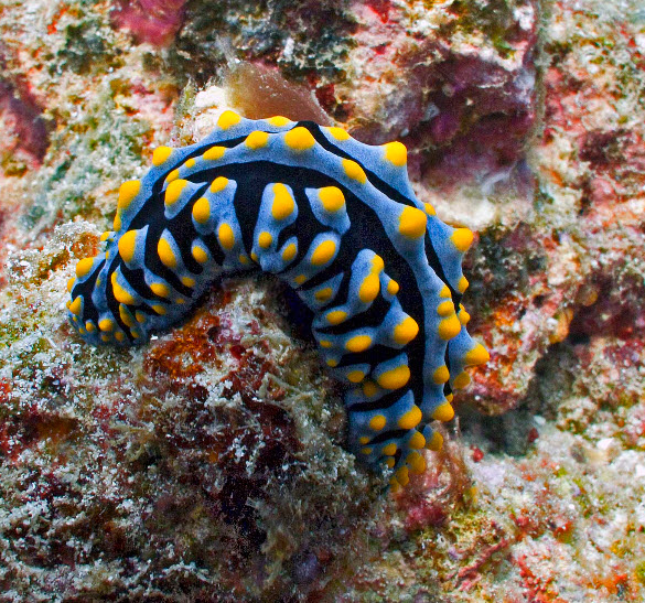 Nudibranch | The Life of Animals