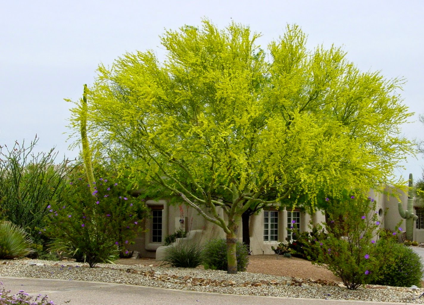 RAMBLINGS FROM A DESERT GARDEN....: Blue Palo Verde Decorates the Landscape