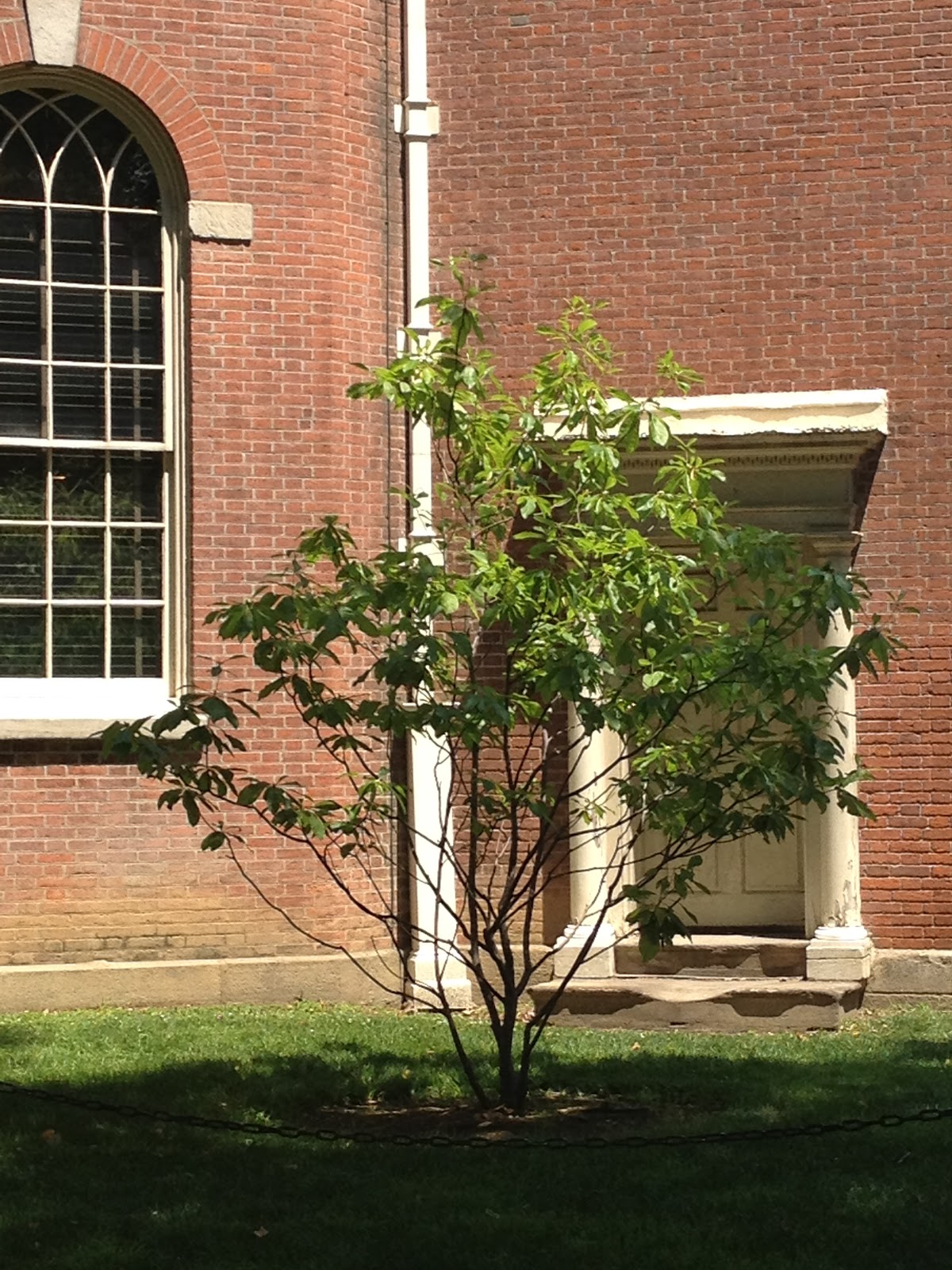 PHILLY TREES: MY COUNTRY, TIS OF TREE