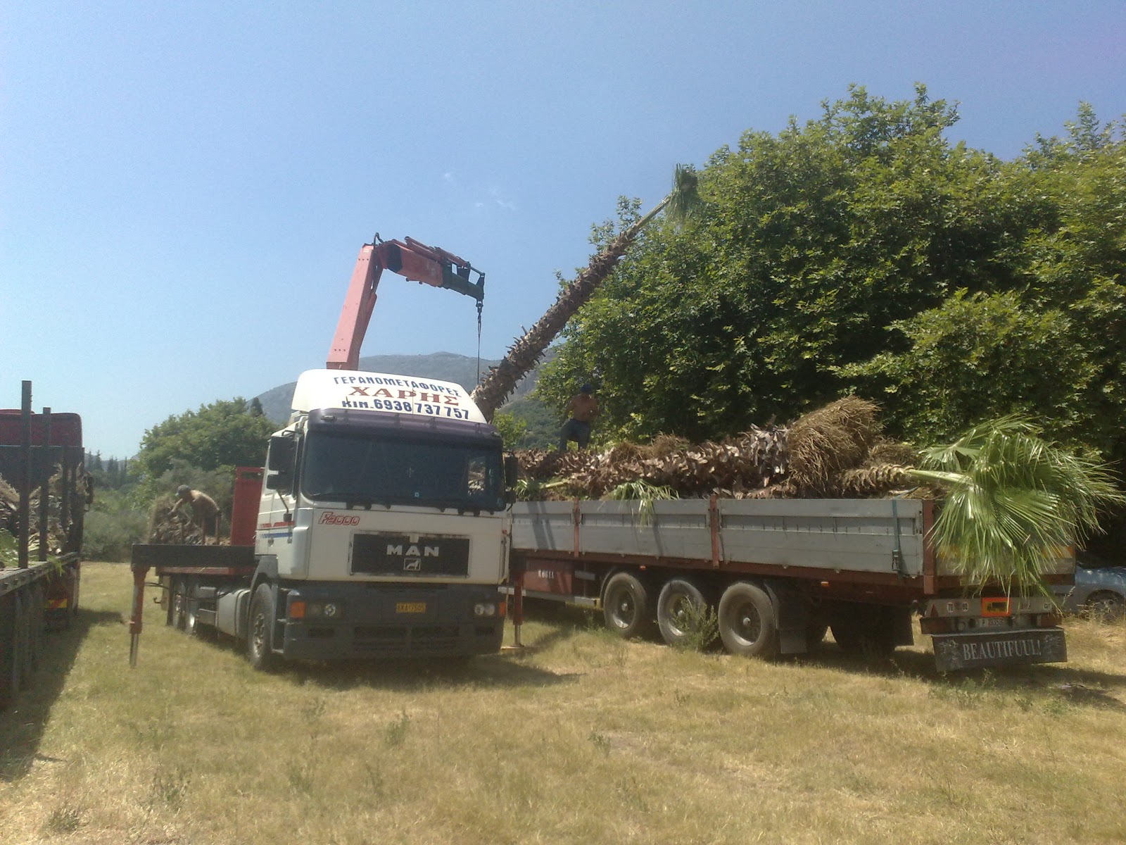 ΦΥΤΩΡΙΑ ΔΕΛΤΑ NURSERIES DELTA TREES LTD: ΦΟΙΝΙΚΑΣ ΦΥΤΑ - ΟΥΑΣΙΓΚΤΟΝΙΑ Η ...
