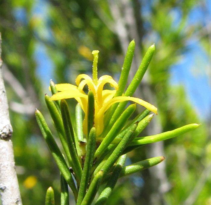 Esperance Wildflowers: Persoonia dillwynioides - Fitzgerald Persoonia