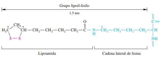 blog-bioquimica: Coenzimas y Vitaminas