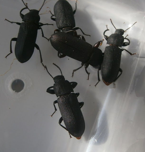 Invertebrate Dude: Tenebrio obscurus Update!