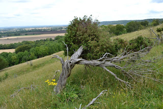 Walks among Flowers: Oxfordshire: Chiltern Escarpment: Aston Rowant to ...