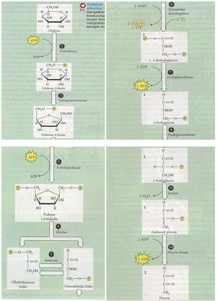 SITOSOL DAN SITOSKELET | Pustaka Pandani