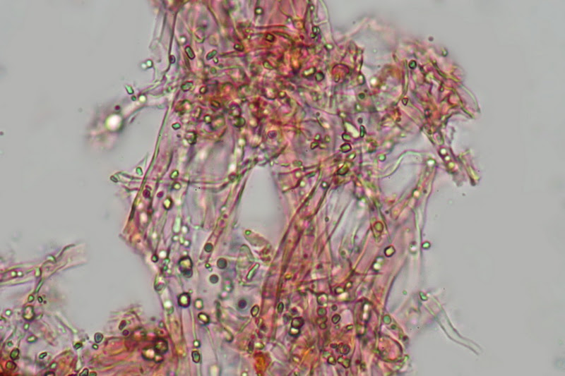 El mundo microscópico de los hongos: Coniophora puteana (Schum. Ex Fr ...