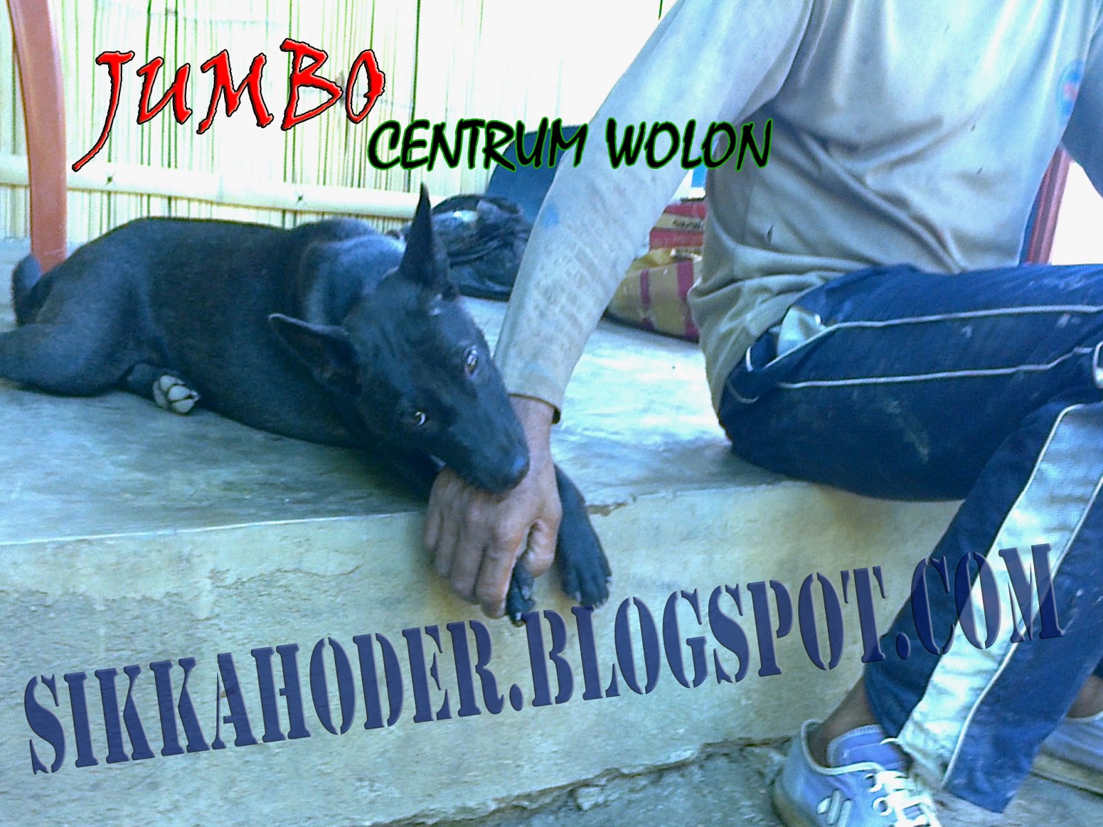 sikkahoder: Rabies (penyakit anjing gila) : Gejala, patogenesis dan ...