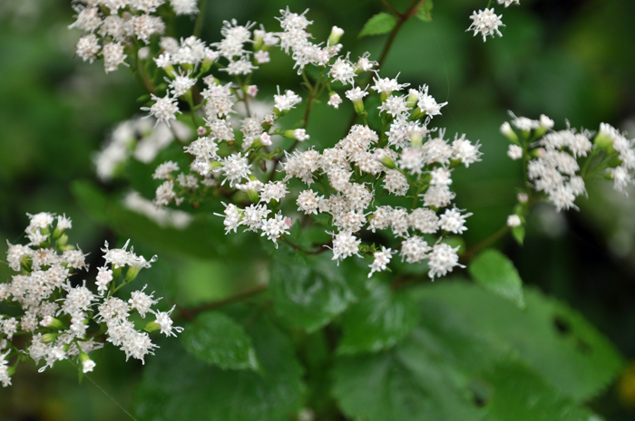 Fall Flowers: White Snakeroot, Boneset, and Hyssop Leaf Boneset