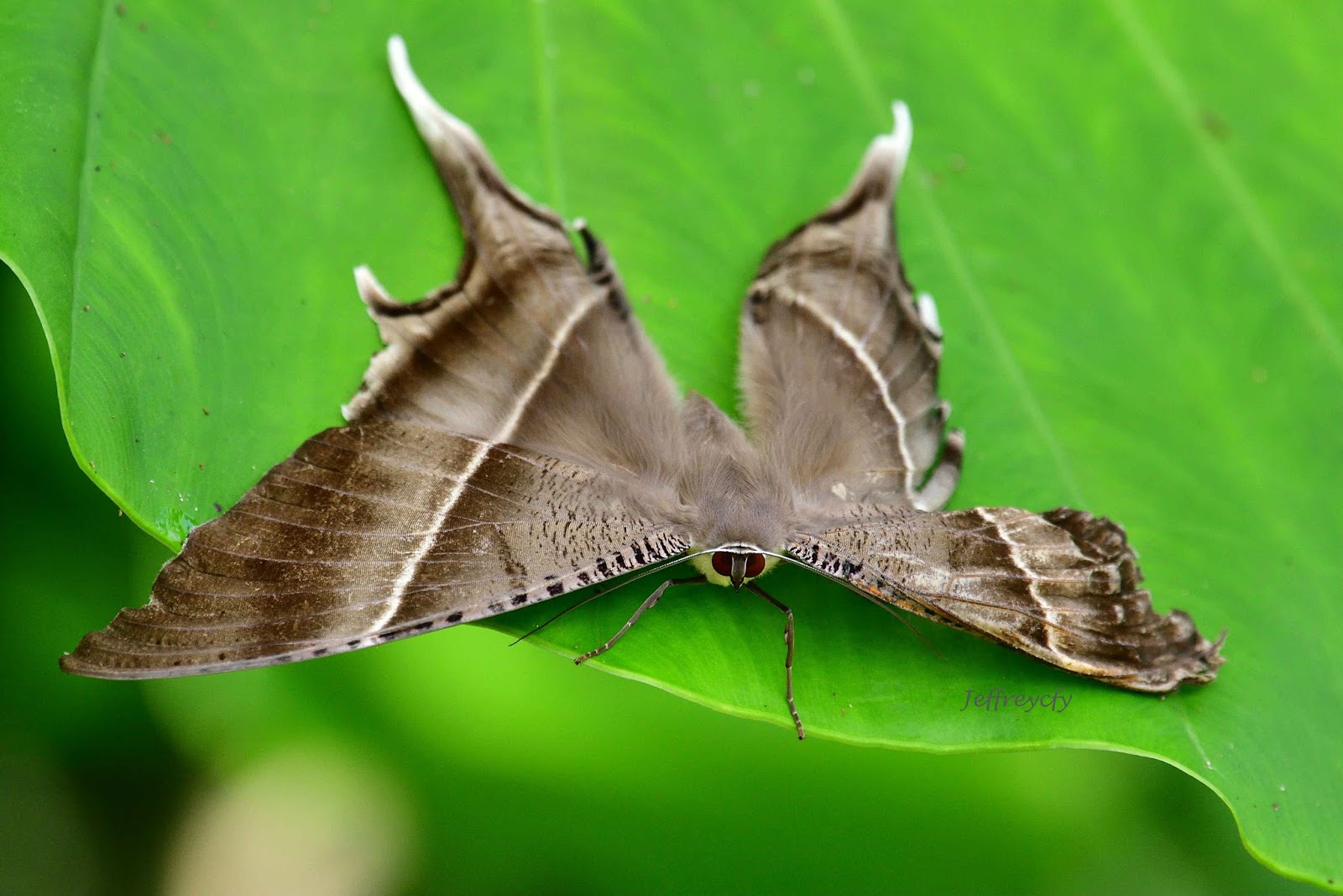 我的生態攝影集: 大燕蛾, Tropical Swallowtail Moth, Lyssa zampa,