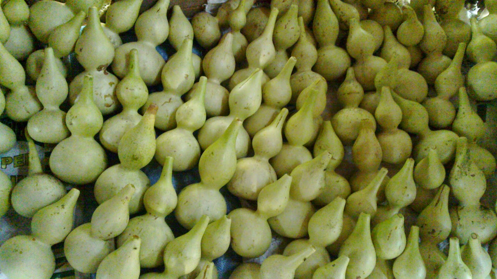 Labu China / Labu Botol / Labu Dewa mabuk / Labu Drunken Master: Kreasi ...