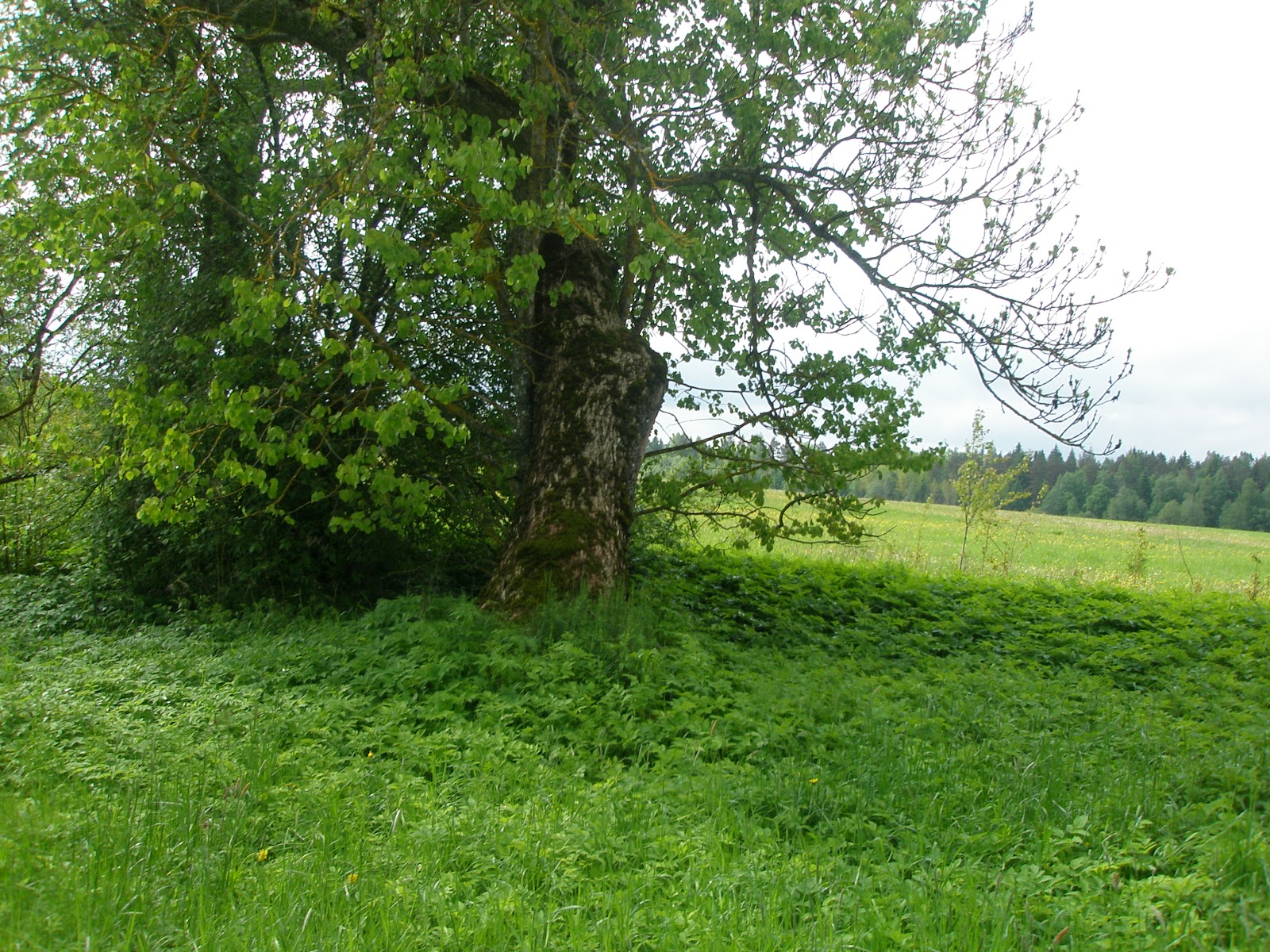 minu tegemised: Pildid