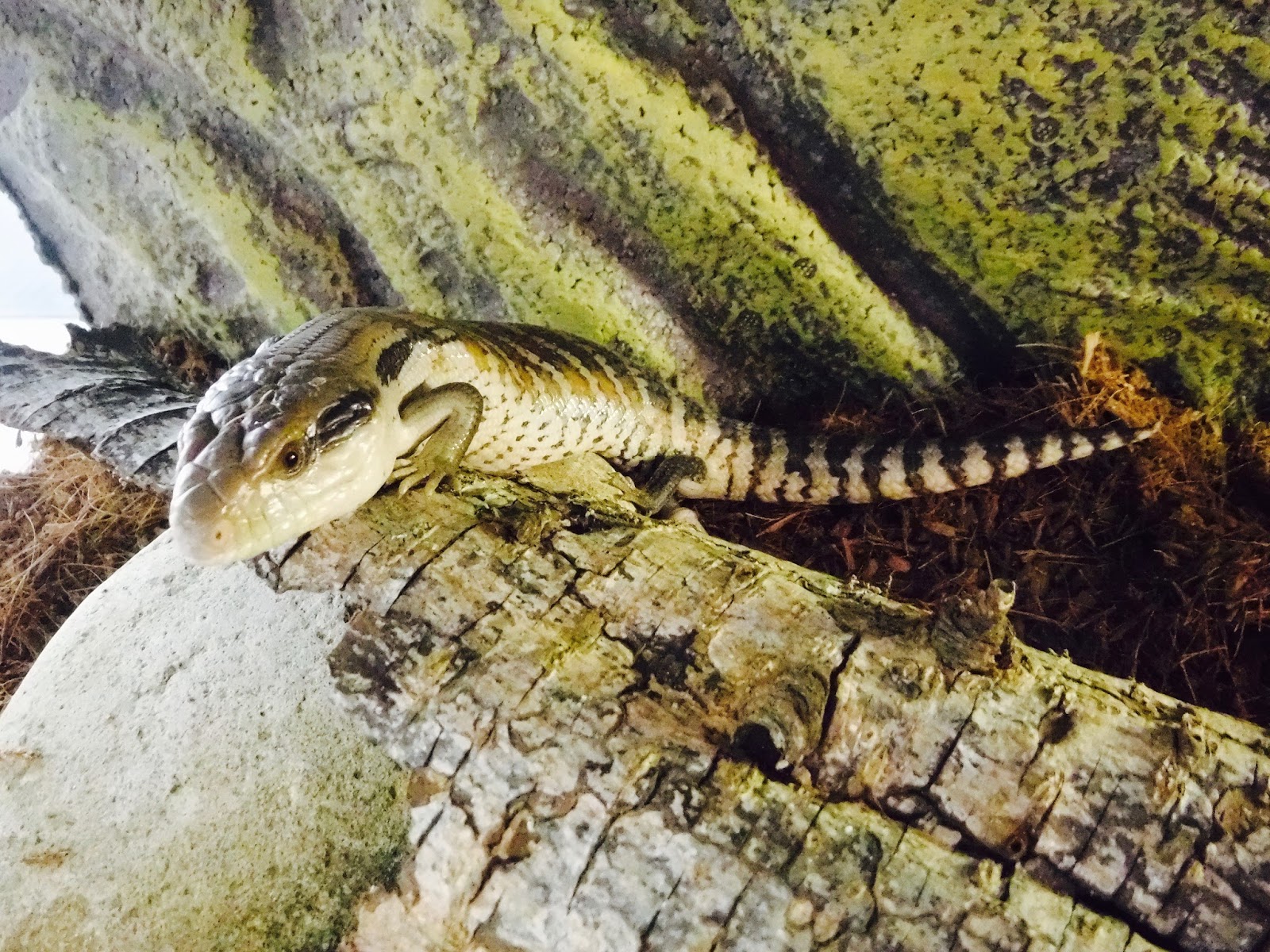 Mairtown Kindergarten: Our New Friend Bluey - The Blue Tongued Lizard