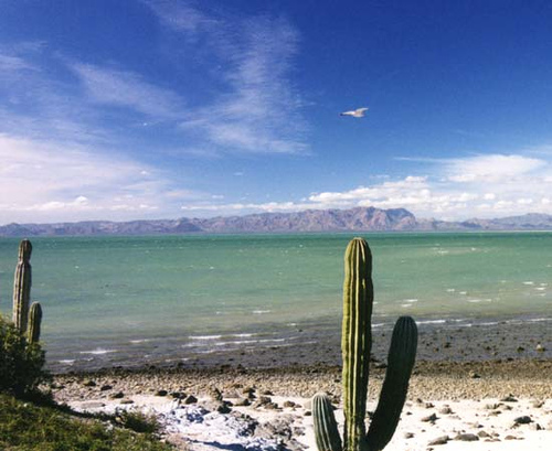 ISLA DEL TIBURÓN, SANTUARIO DE LA NATURALEZA