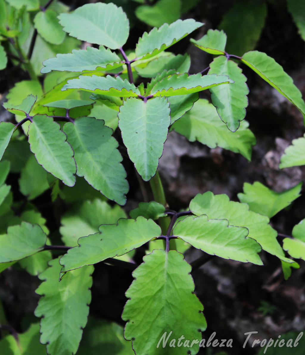 Naturaleza Tropical: Kalanchoe pinnata, planta medicinal por excelencia