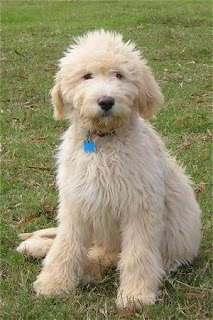 Animal Encyclopedia: Goldendoodle