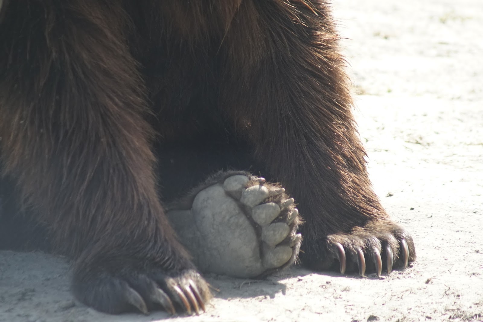 Lost But Loving It...In Alaska!: The End of an Em-bear-assing amount of ...