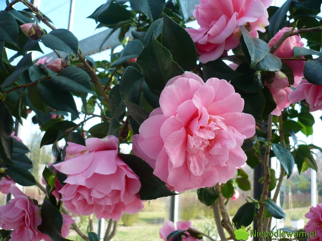 niepodlewam: Kamelia japońska - jak uprawiać