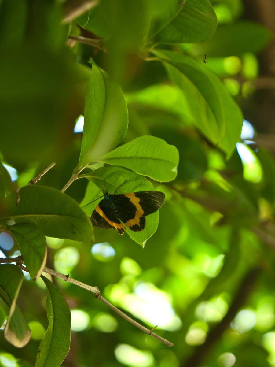 tower record: 橙帶藍尺蛾 Milionia basalis (Moth)