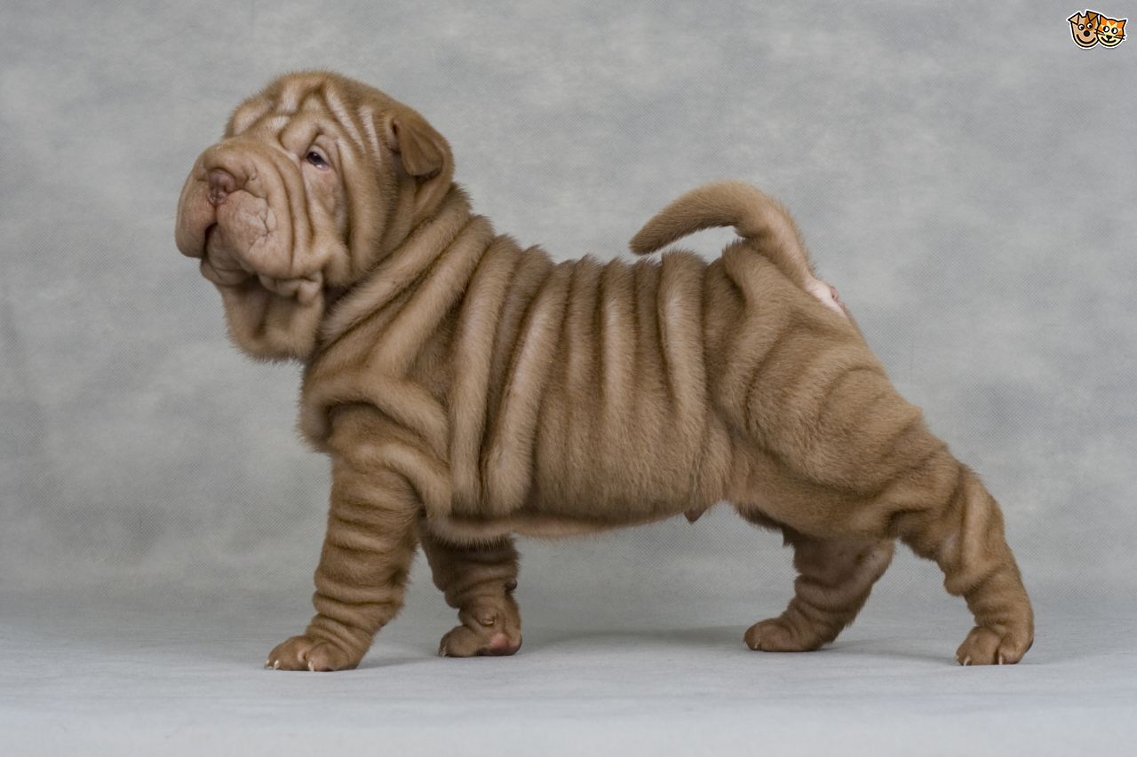 Vladimir.Uno: About Shar Pei breed