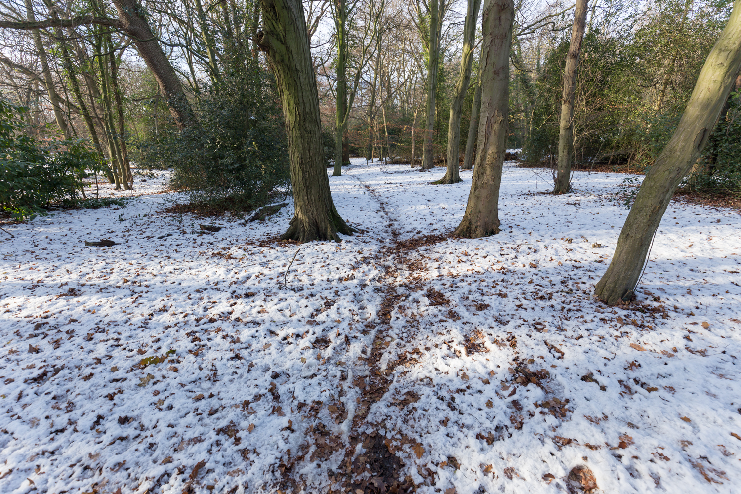 Epping forest oak trail