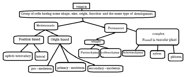 OMTEX CLASSES: Tree Diagram Three