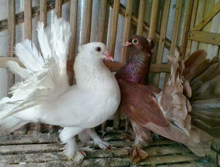 Merpati Kipas - Perumperindo.co.id