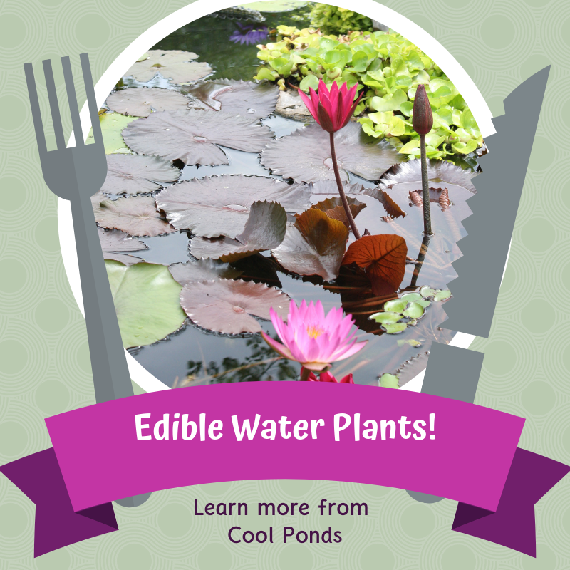 Edible Water Gardens